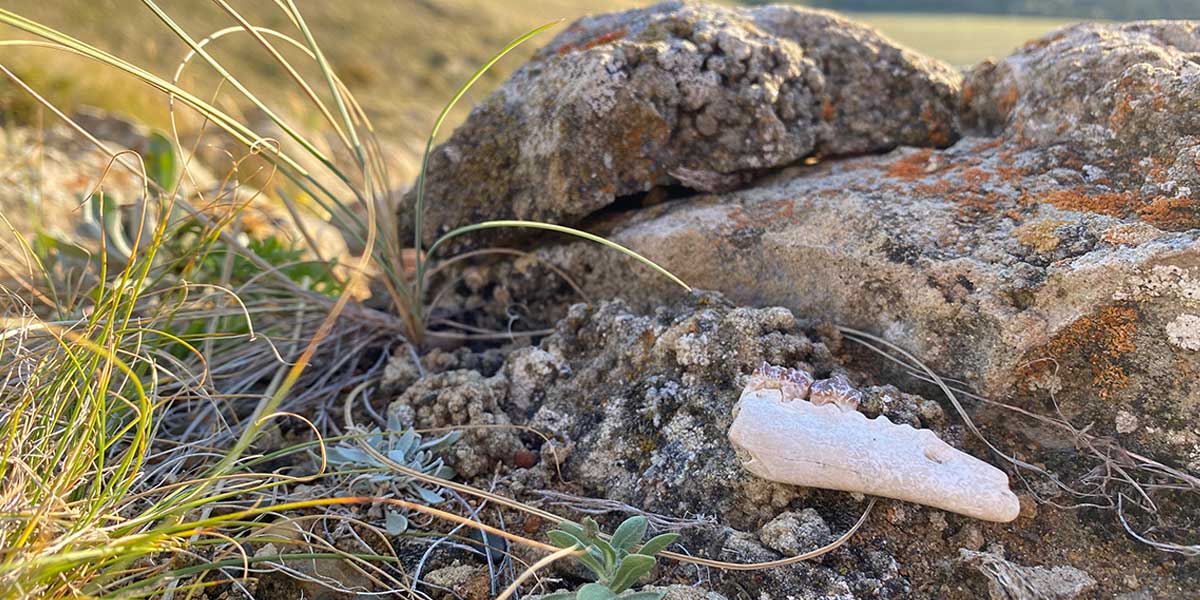 Saskatchewan Rock Formations Reveal Past Life, Suggest Future | My ...